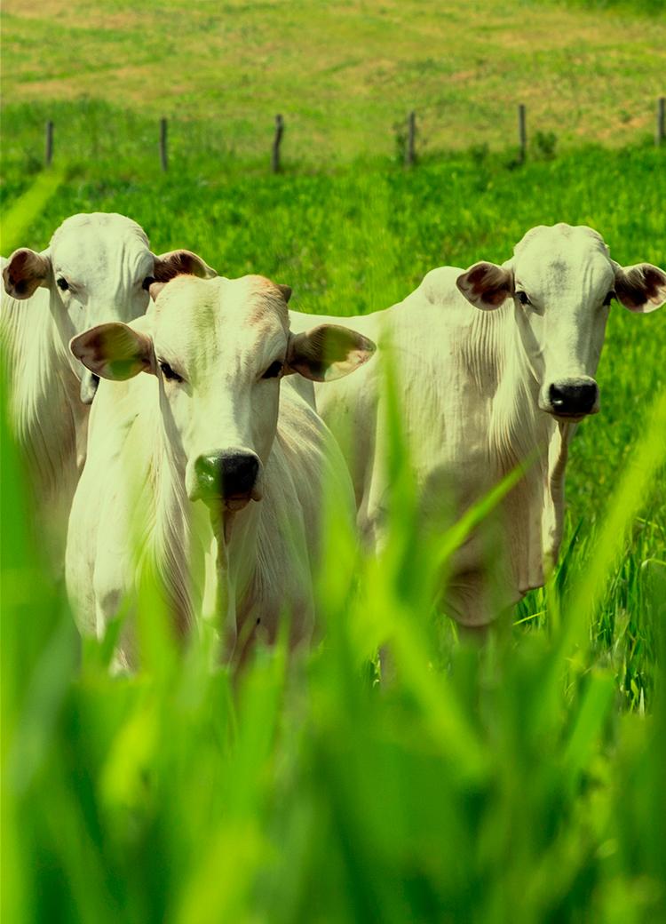 Pecuária - Cibra Fertilizantes