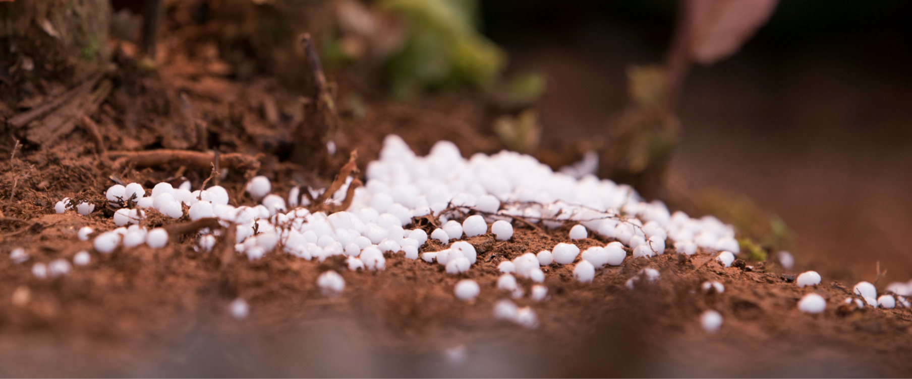 Diferenças entre adubo e fertilizantes: o que você precisa saber